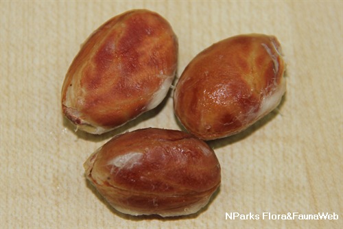 NParks | Diospyros blancoi