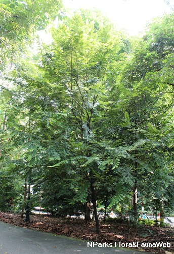 NParks | Diospyros buxifolia