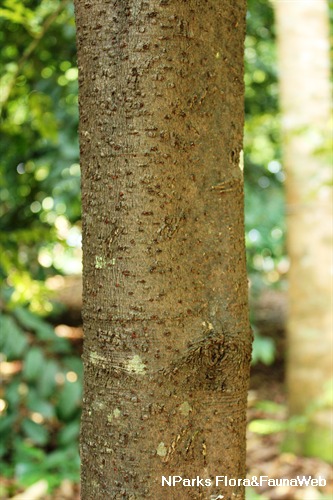 NParks | Diospyros buxifolia