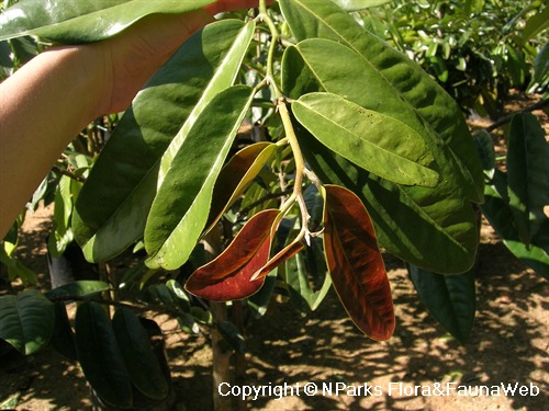 NParks | Diospyros diepenhorstii