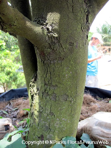 NParks | Diospyros ferrea