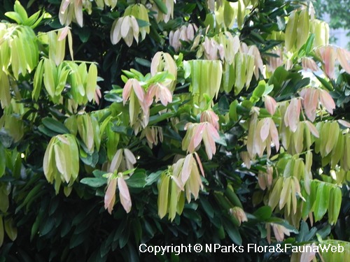 NParks | Diospyros malabarica