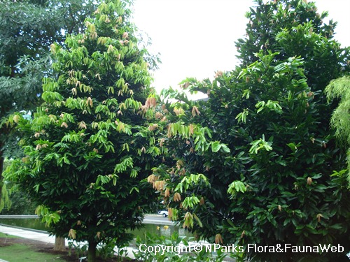 NParks | Diospyros malabarica