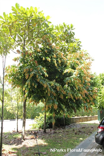 NParks | Diospyros tristis