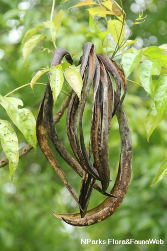 NParks | Dolichandrone spathacea