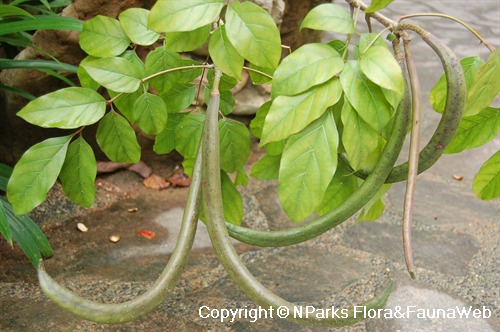 NParks | Dolichandrone spathacea