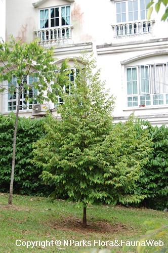 NParks | Dryobalanops aromatica