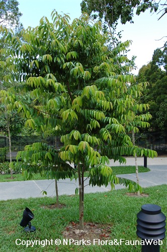 NParks | Dryobalanops oblongifolia