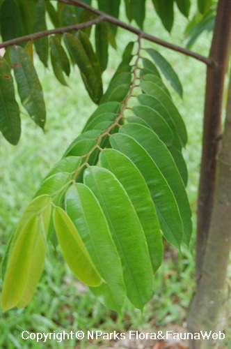 NParks | Dryobalanops aromatica