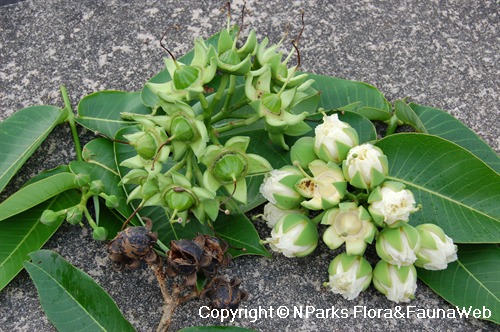 NParks | Duabanga grandiflora