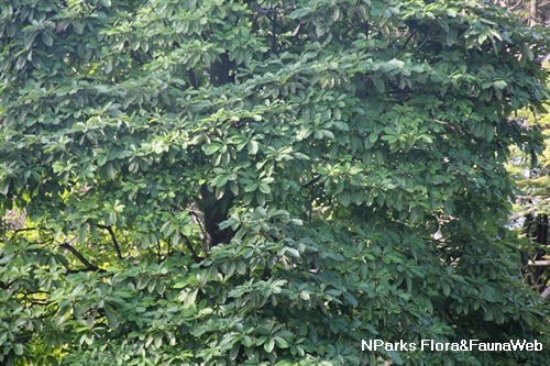 NParks | Dyera costulata