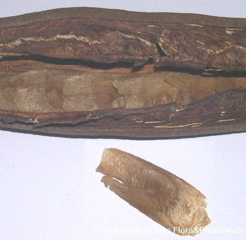 NParks | Dyera costulata