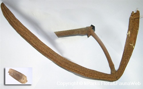 NParks | Dyera costulata