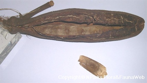 NParks | Dyera costulata