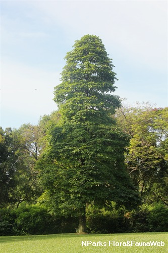 NParks | Dyera costulata