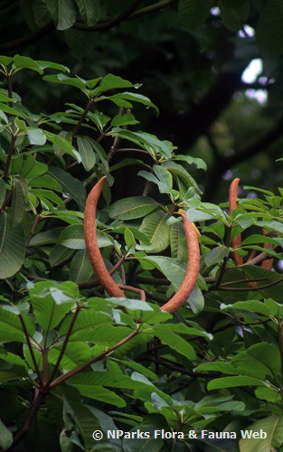 NParks | Dyera costulata