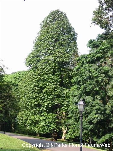 NParks | Dyera costulata