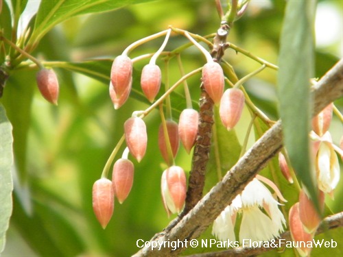 NParks | Elaeocarpus grandiflorus