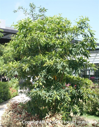 NParks | Elaeocarpus grandiflorus