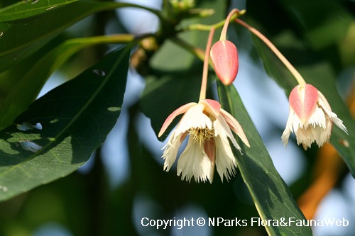 NParks | Elaeocarpus grandiflorus