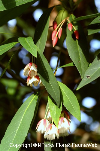 NParks | Elaeocarpus grandiflorus