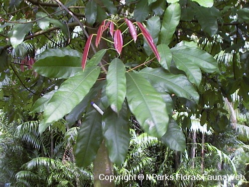 NParks | Elateriospermum tapos