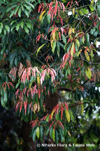 NParks | Elateriospermum tapos