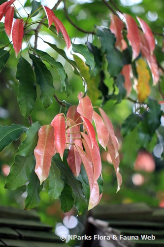 NParks | Elateriospermum tapos