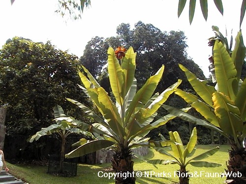NParks | Ensete superbum