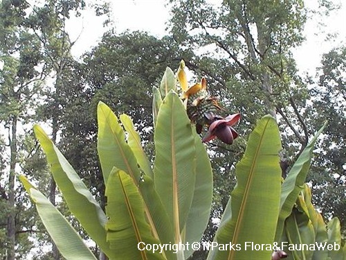 NParks | Ensete superbum