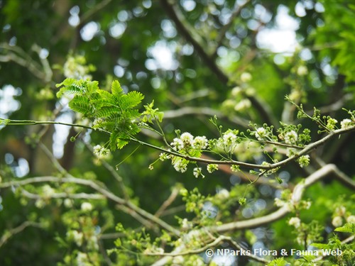 NParks | Enterolobium cyclocarpum