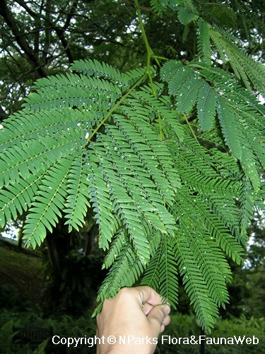 NParks | Enterolobium cyclocarpum