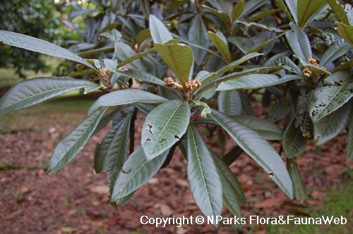 NParks | Eriobotrya japonica