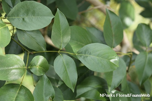 NParks | Erythrina fusca