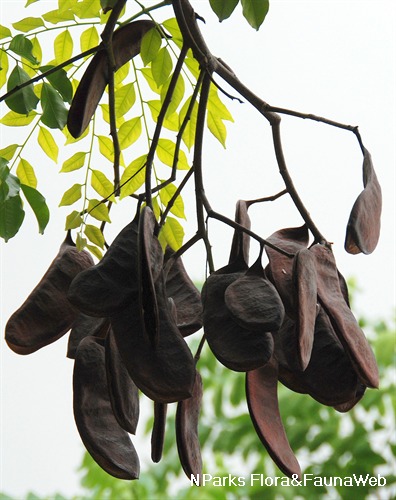 NParks | Erythrophleum suaveolens