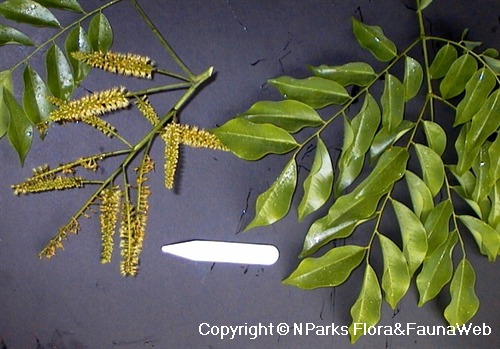 NParks | Erythrophleum suaveolens