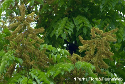 NParks | Erythrophleum suaveolens