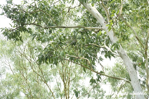 NParks | Eucalyptus alba