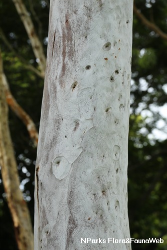 NParks | Eucalyptus alba