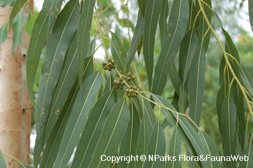 NParks | Eucalyptus camaldulensis