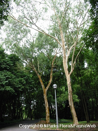 NParks | Eucalyptus camaldulensis