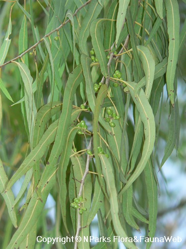NParks | Eucalyptus camaldulensis
