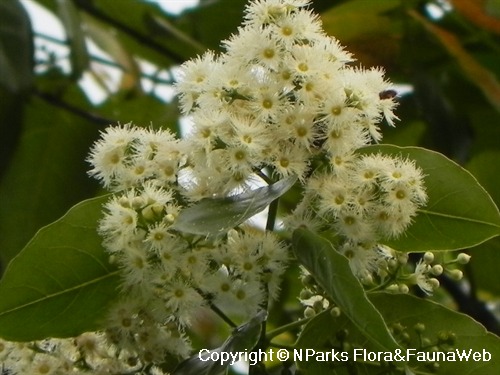 NParks | Eucalyptus deglupta
