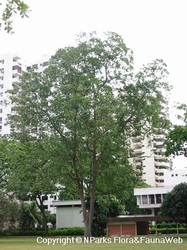 NParks | Eucalyptus deglupta