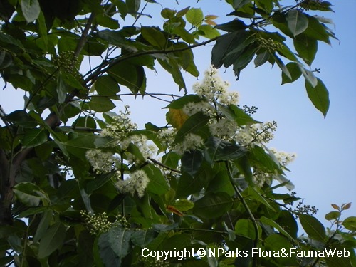 NParks | Eucalyptus deglupta