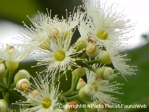 NParks | Eucalyptus deglupta
