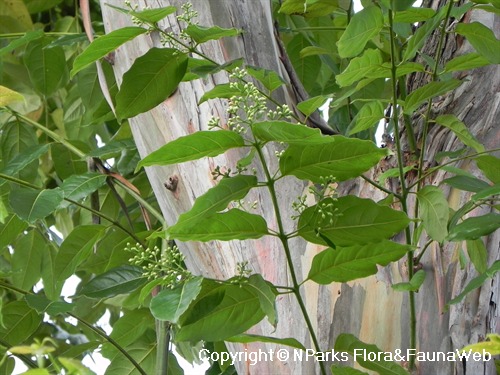 NParks | Eucalyptus deglupta