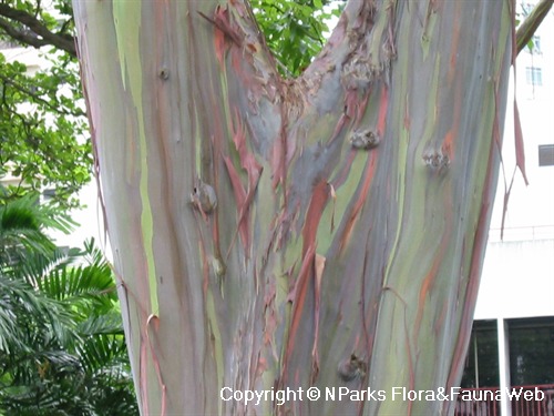 NParks | Eucalyptus deglupta