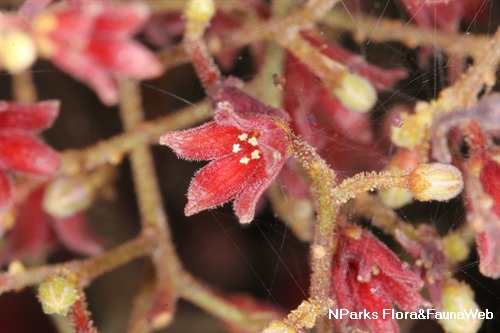NParks | Eurycoma longifolia