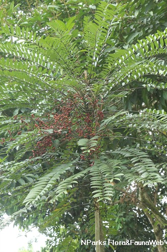 NParks | Eurycoma longifolia